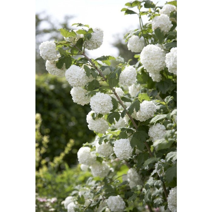Viburnum opulus roseum - Snowball Tree - Large Specimen