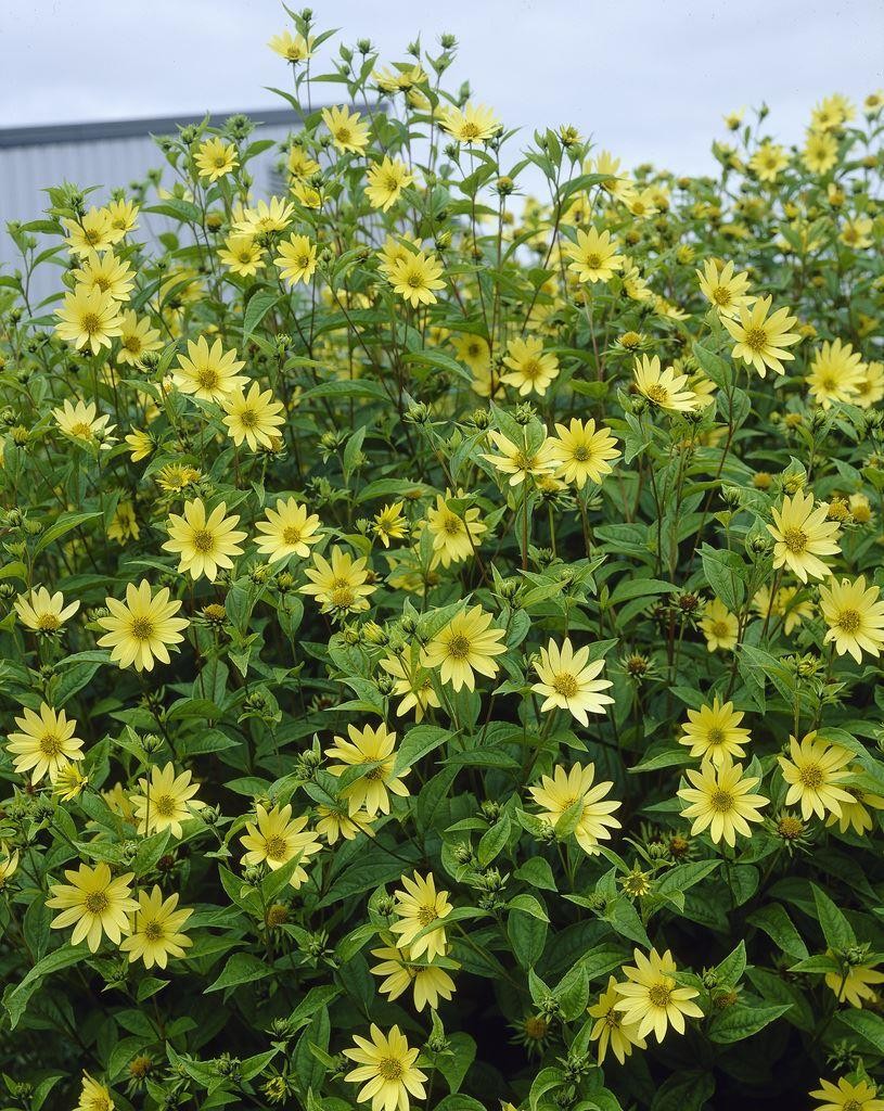 Helianthus Lemon Queen - Perennial Sunflower