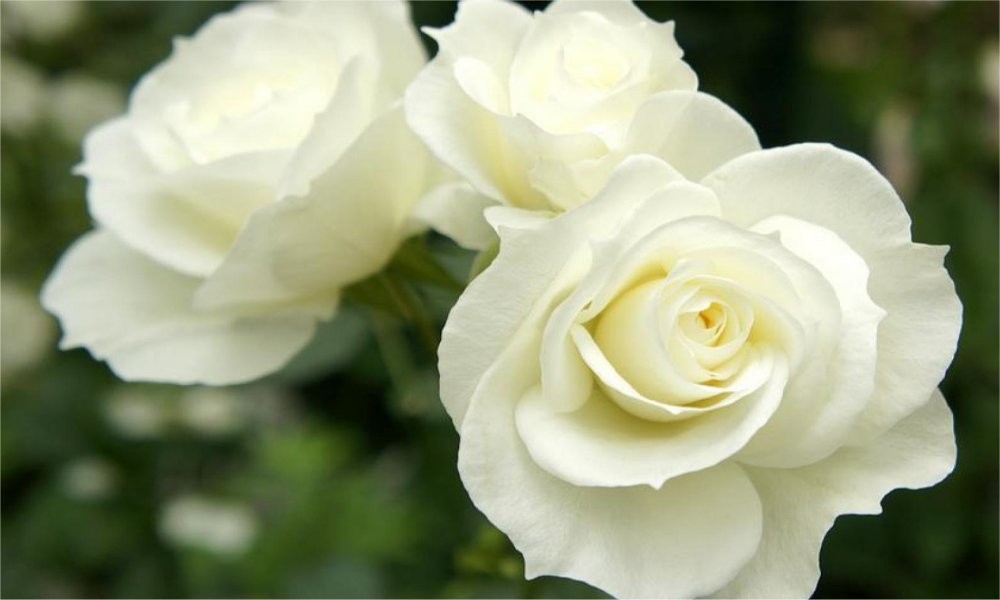 Pair of Standard WHITE Flowering PATIO Rose Trees