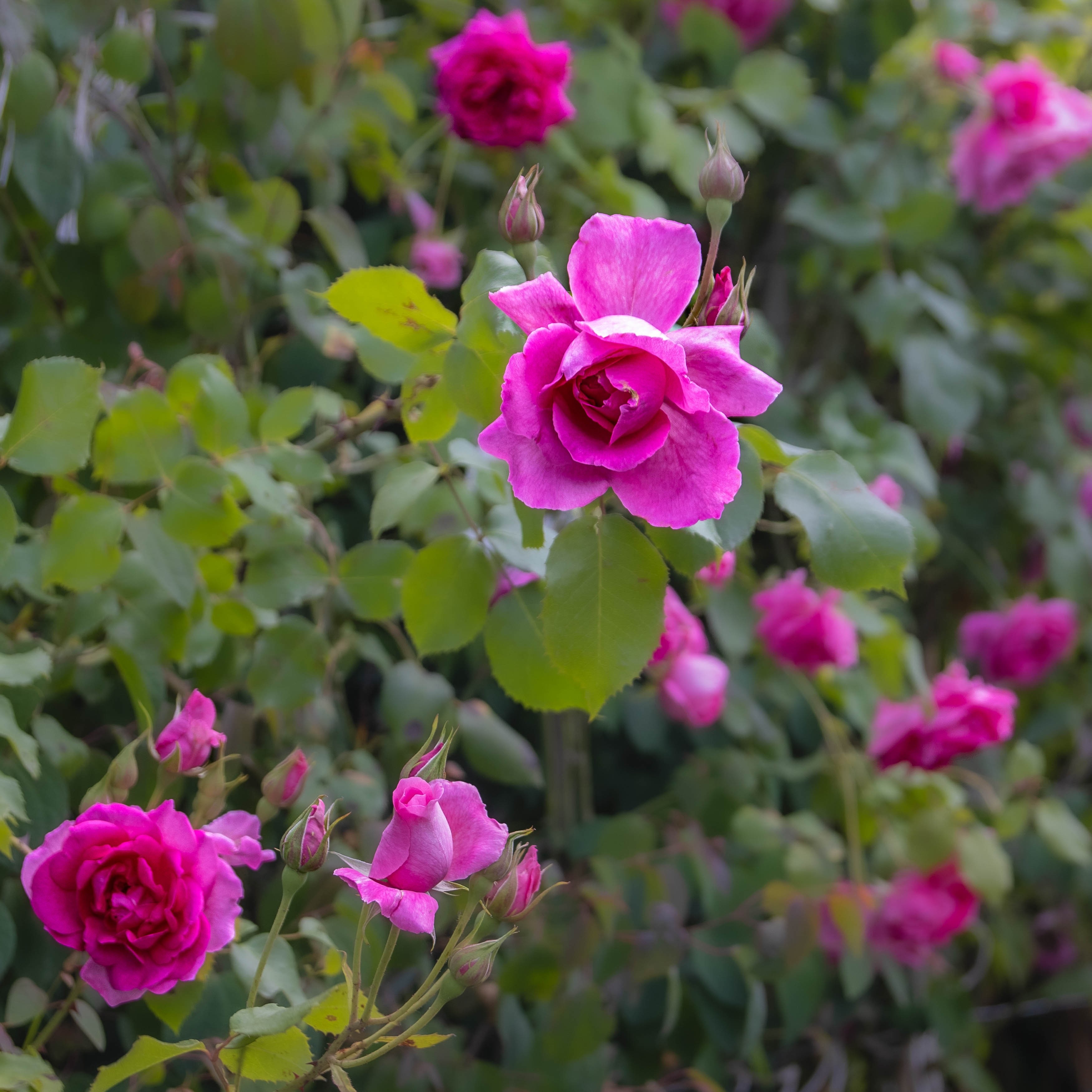 Large 5-6ft Specimen - Climbing Rose Bantry Bay