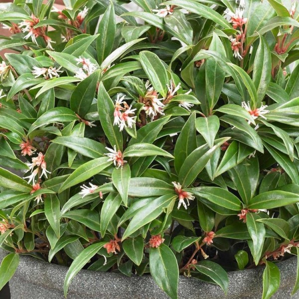 Sarcoccoca - Sweet Box