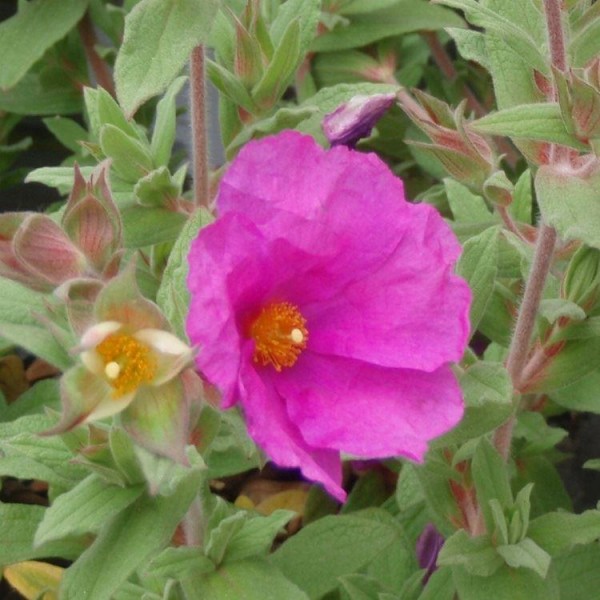 Cistus plants for sale | Buy Cistus shrubs online UK delivery