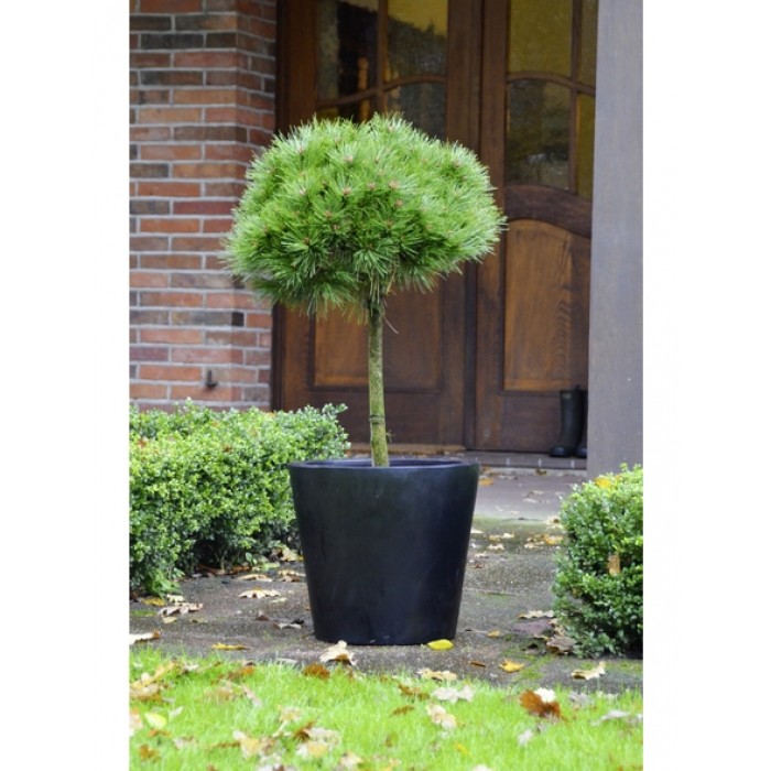 Pinus - Lollipop Patio Tree