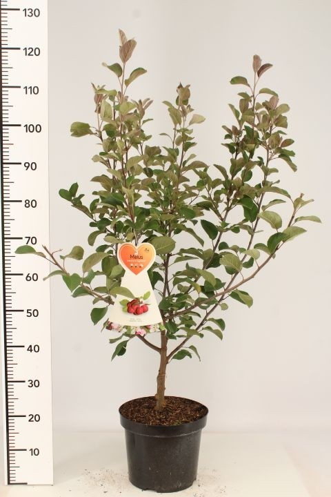 Malus Appletini® - Compact Mini Apple Tree - LARGE 100-150cms