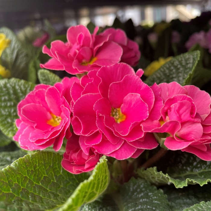 Primula acaulis Princess - Double Primroses in Assorted Colours