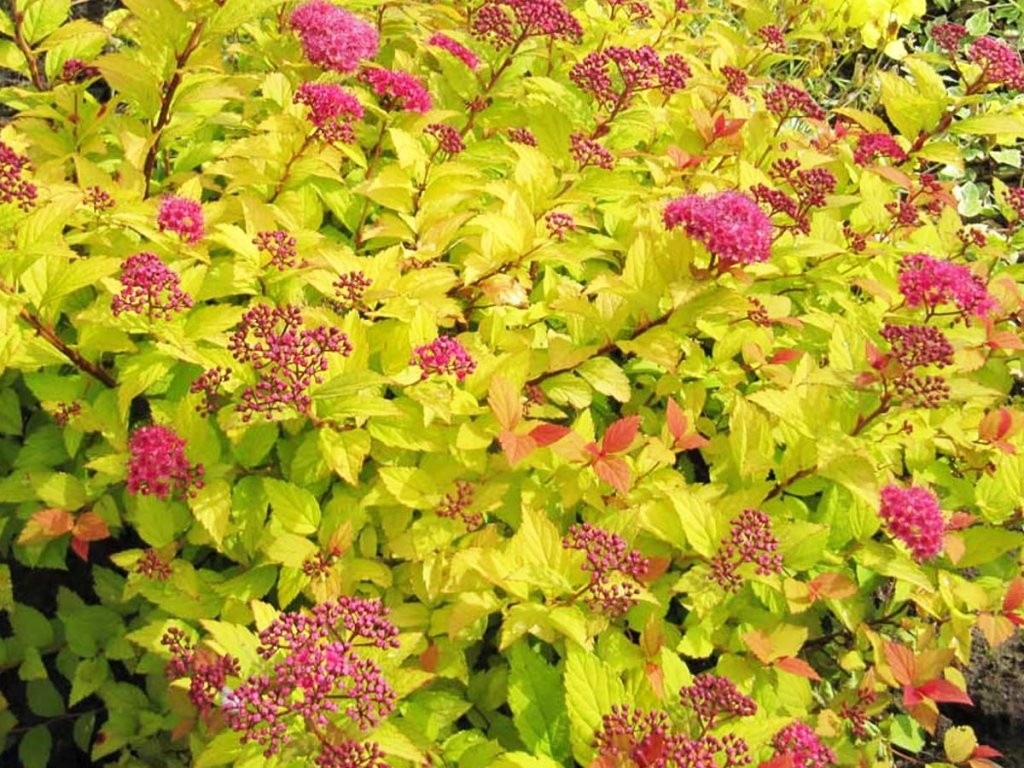 Spirea Golden Princess - Pack of THREE Spiraea Plants