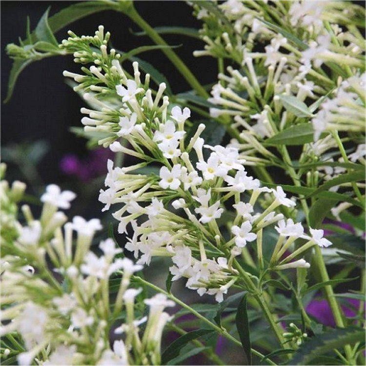 Buddleia Petite Snow White - Dwarf White Buddleja Butterfly Bush