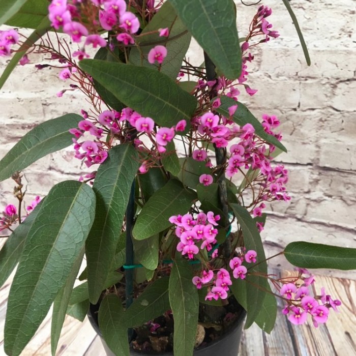 Hardenbergia violacea Rosea Candy Wrapper - Evergreen Pink Coral Pea