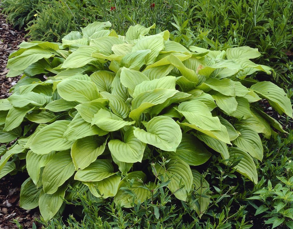 Hosta 'Royal Standard'