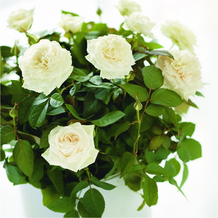 Beautiful Indoor Pot Roses in Assorted Colours