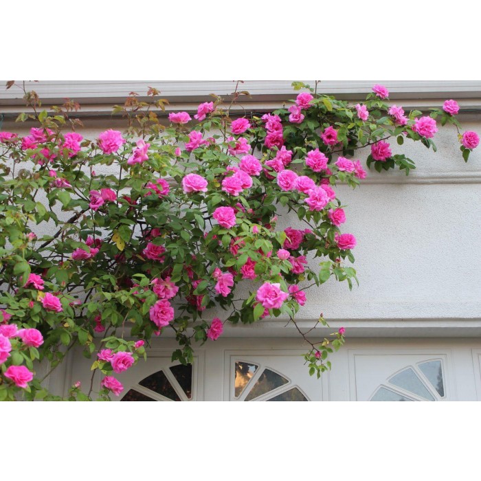 Climbing Rose Zephirine Drouhin - The Thornless Rose