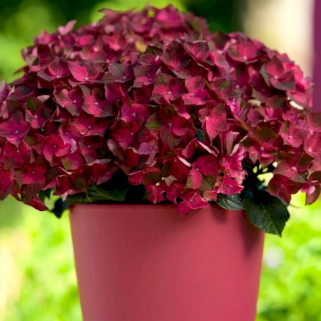 Hydrangea Dark Ruby - Large Flowered Mophead Hydrangea - XXXL Plants