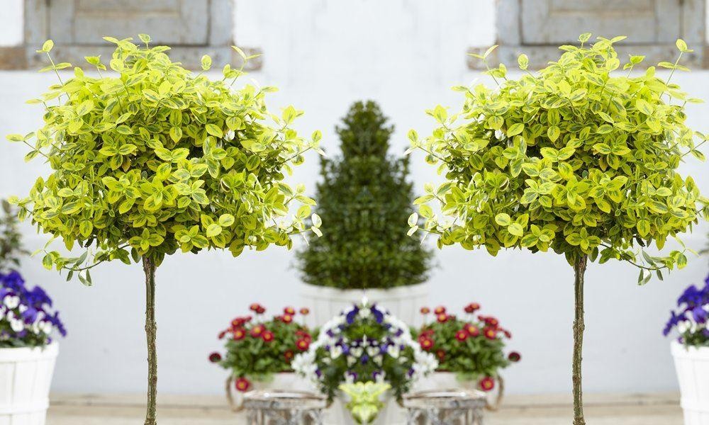 Pair of Euonymus Emerald & Gold - Golden Evergreen Standard Topiary ...