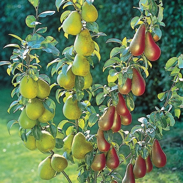 Family & Duo Fruit Trees