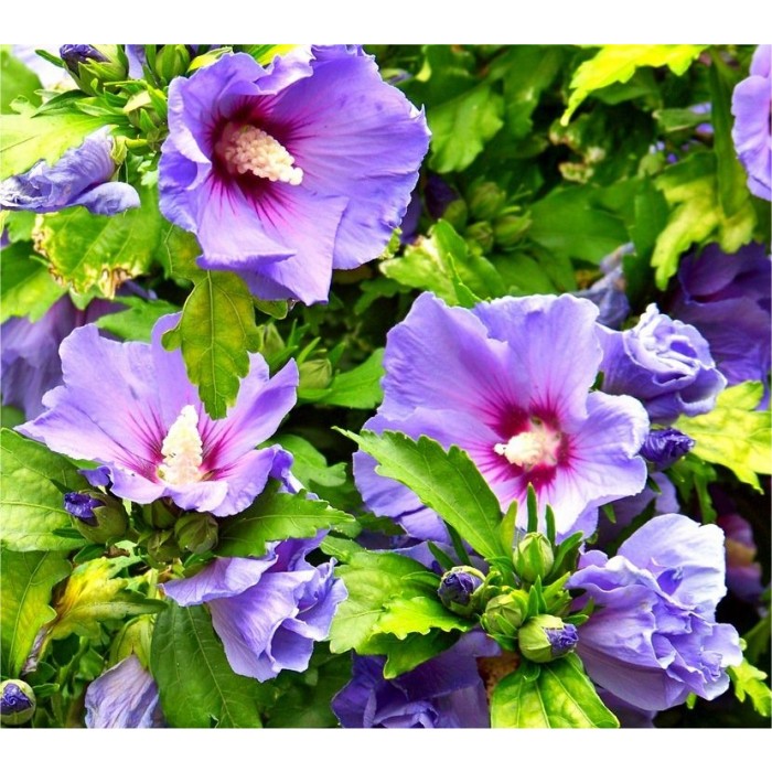 Hibiscus syriacus Blue Bird (Oiseau Bleu)