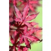 Acer palmatum Amagi Shigure - Rare Japanese Maple with Unique colouring