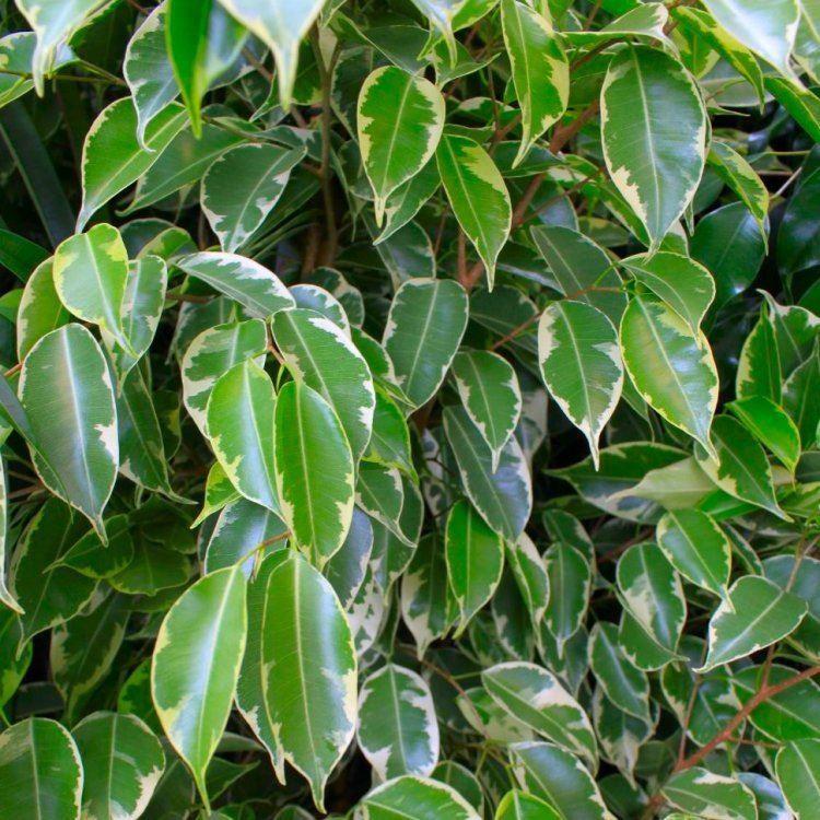 Ficus benjamina Golden King - Weeping Fig - House Plant - 100cm tall