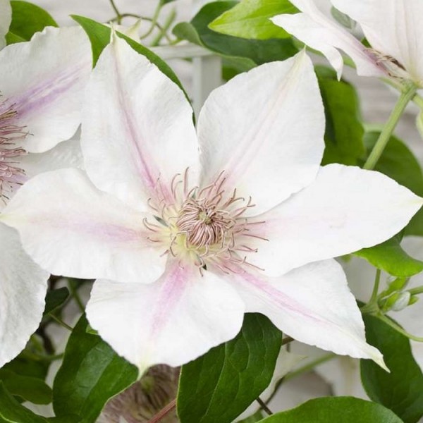 Clematis Darcy - Summer Flowering Clematis