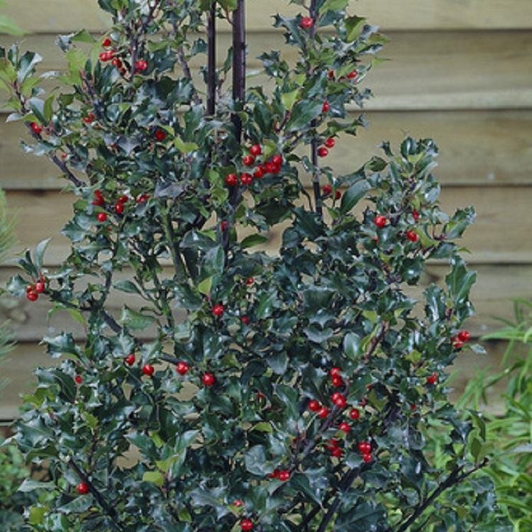 Ilex meserveae Blue Angel - Holly