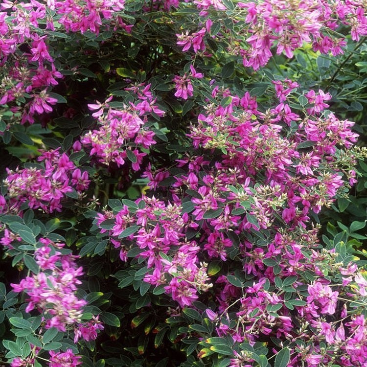 Lespedeza bicolor - Summer Beauty