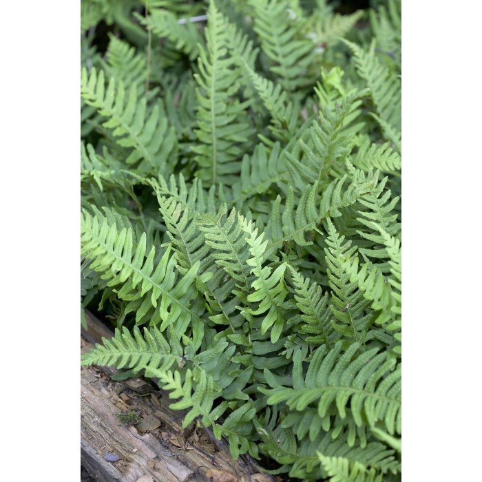 Polypodium vulgare - Common Polypody Fern