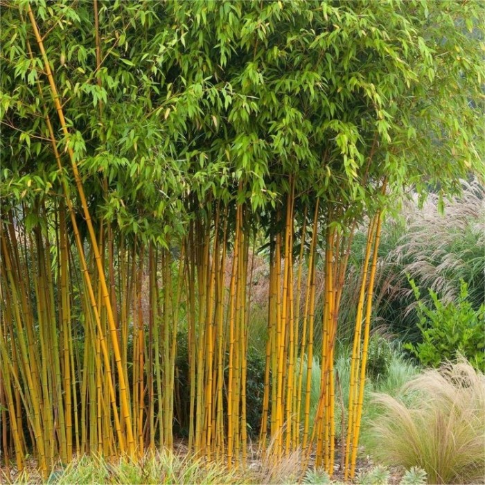 Phyllostachys aurea aureocaulis - Yellow-Groove Bamboo - 150-180cm