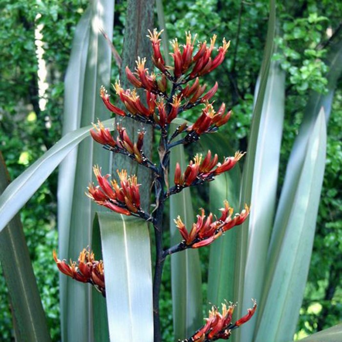 Phormium tenax - New Zealand Flax