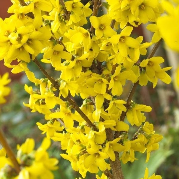 Forsythia intermedia Week-End - Large Standard Specimen Tree