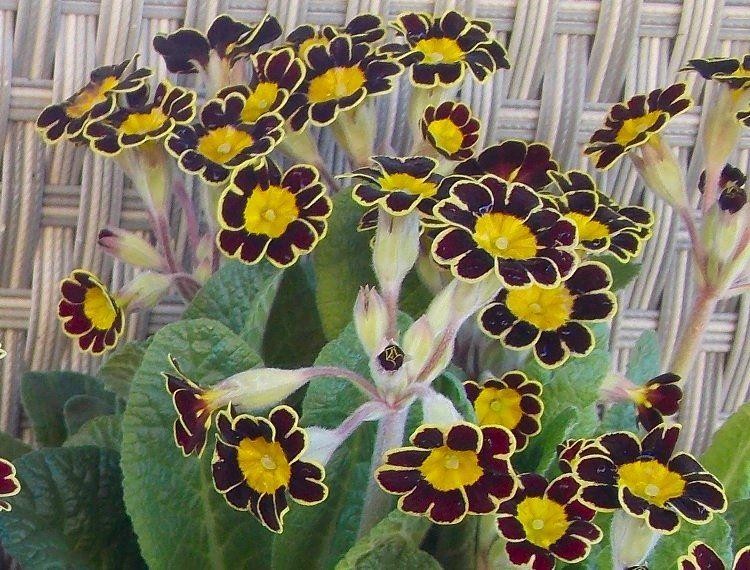 Primula Gold Lace - Gold Laced Polyanthus - Pack of THREE Plants
