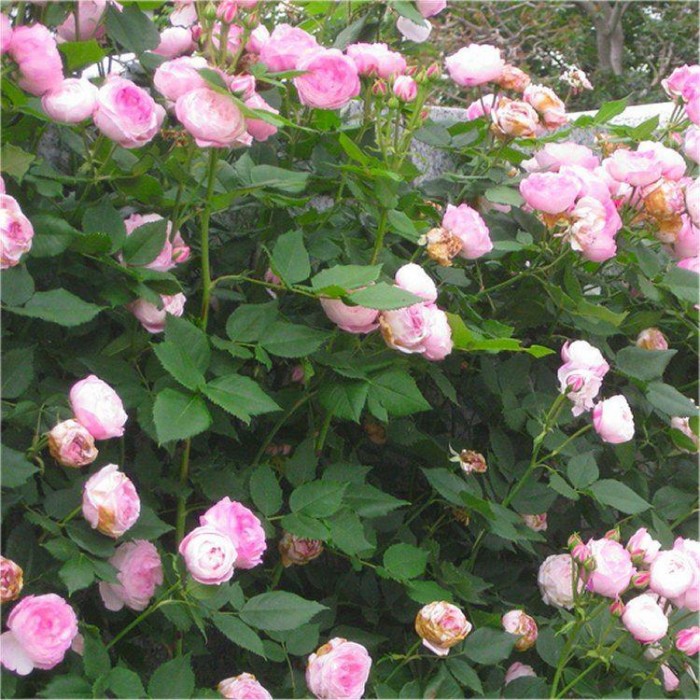 Rose Madame Pierre Oger - Shrub Rose