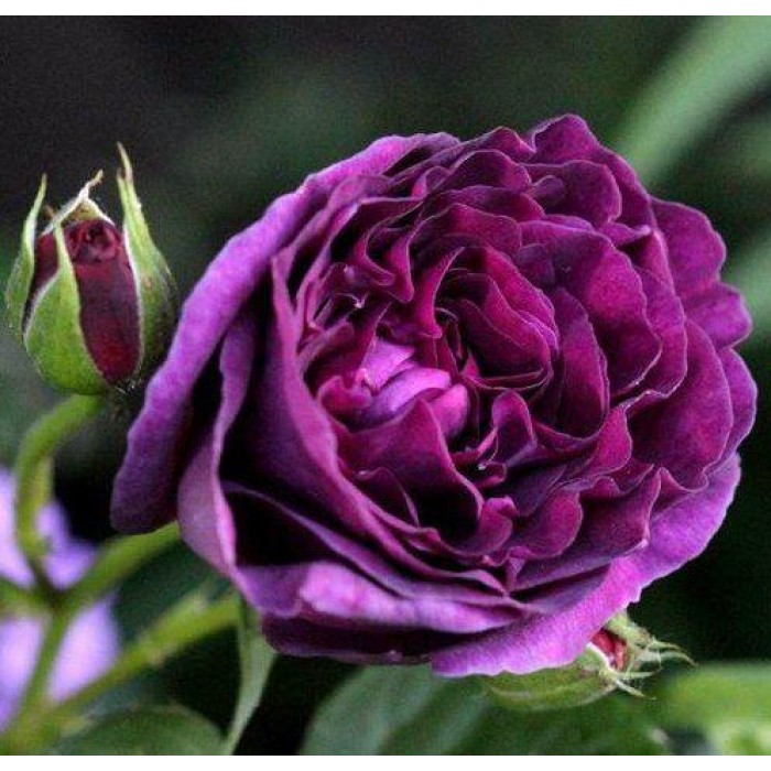 Rose Minerva - Floribunda Rose