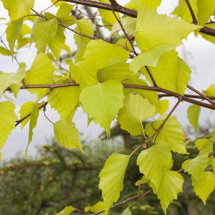 Betula pendula Golden Cloud - Birch Tree - circa 150cm tall Young Tree