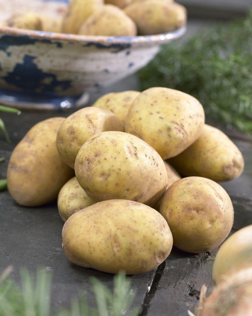 Duke of York - 1st Early Seed Potatoes - Pack of 10