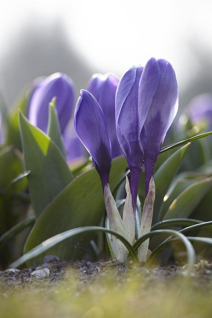 Crocus Blue