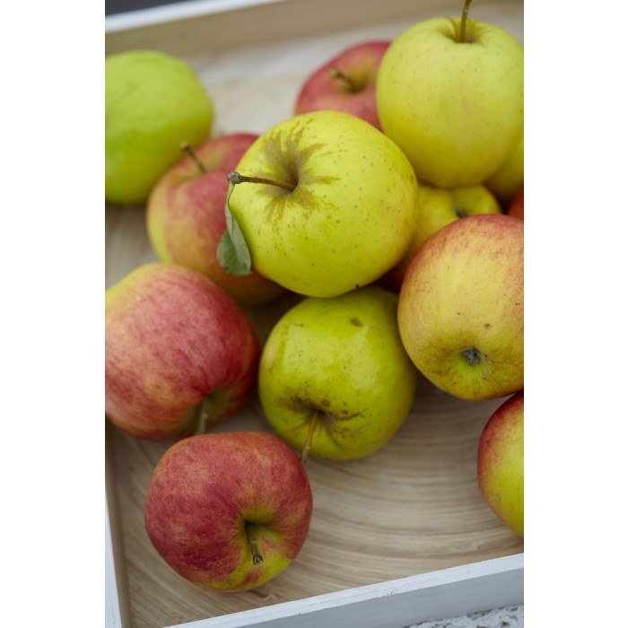 Apple Tree - Duo Tree - Golden Delicious and Gala Apple - Large ...
