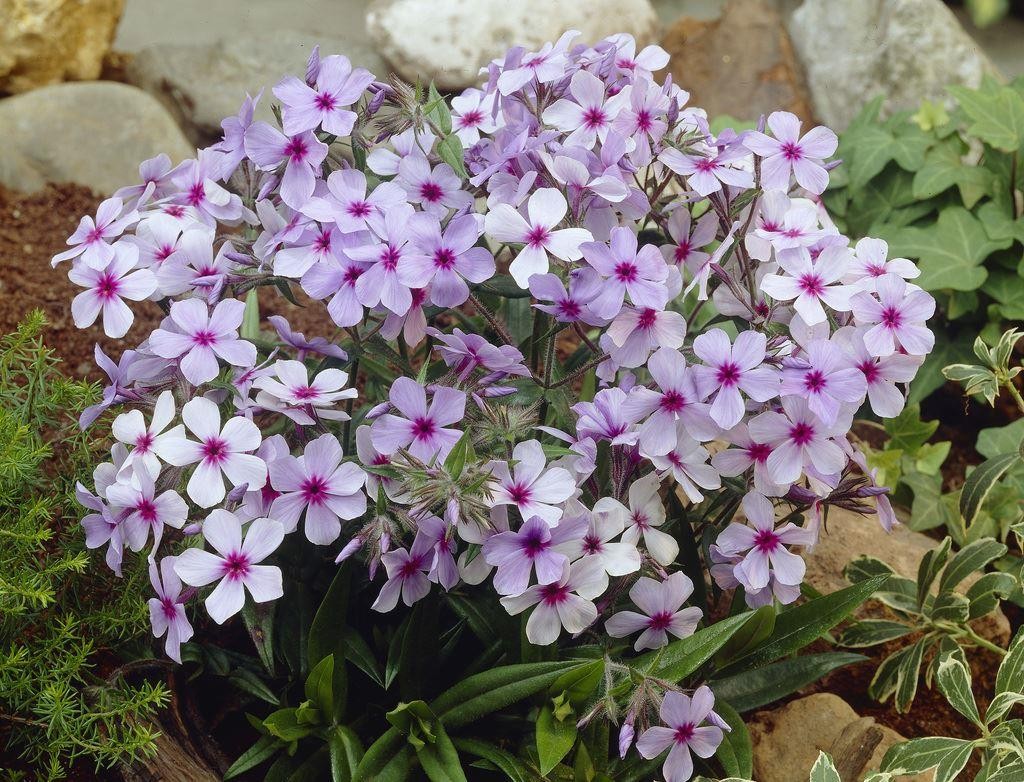 Phlox divaricata 'Chattahoochee'
