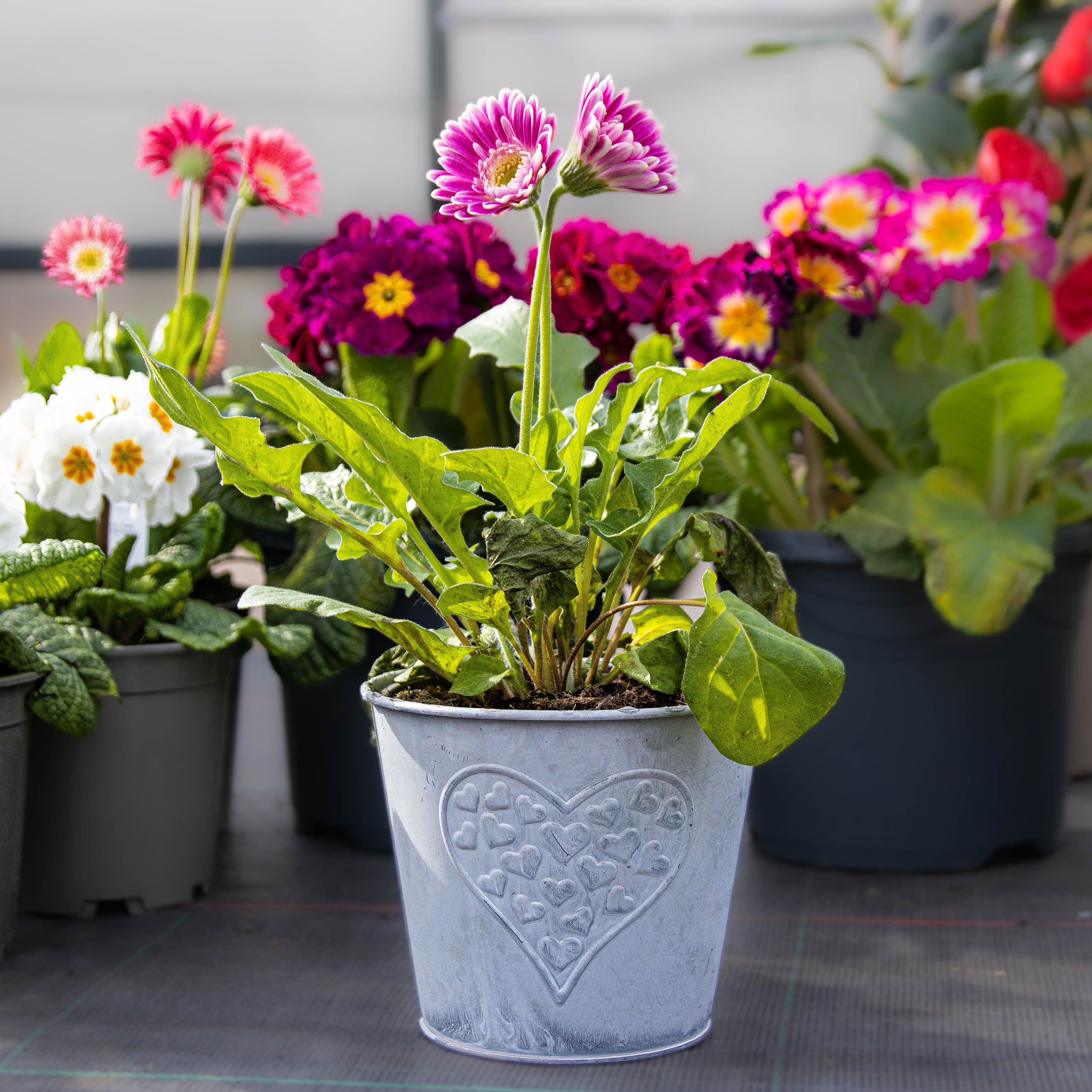 Heart Zinc Pot - Pack Of Three - Medium (14cm)