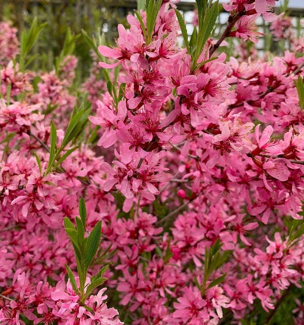 Prunus Comet - Compact Cherry Almond Shrub