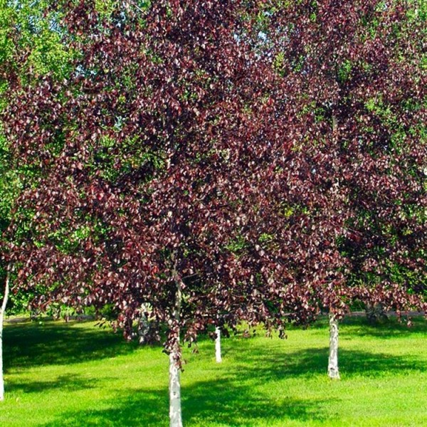Trees - Young, Semi-mature and Larger Trees