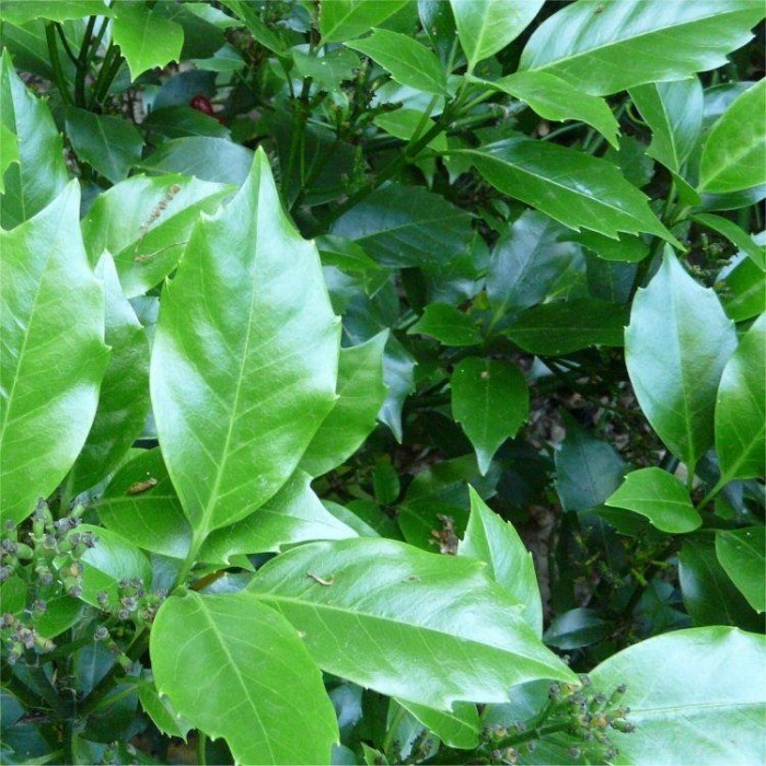 Aucuba Rozannie - Japanese Laurel