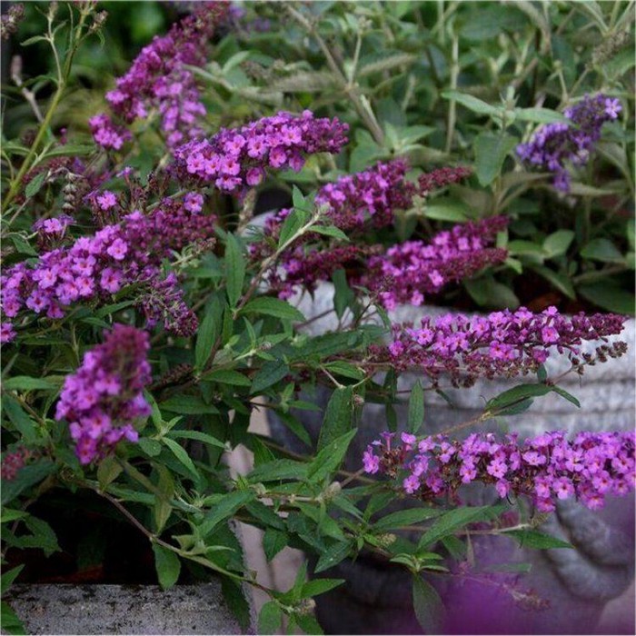 Buddleia Flutterby Petite Dark Pink - Dwarf Buddleja Butterfly Bush