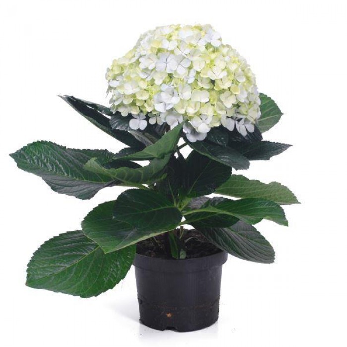 GIANT - Hydrangea 'Avant Garde' - Worlds Largest Hydrangea - In Bud ...