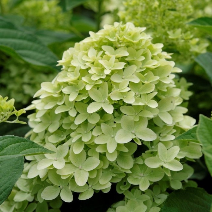 Hydrangea paniculata Magical Candle - Large Specimen