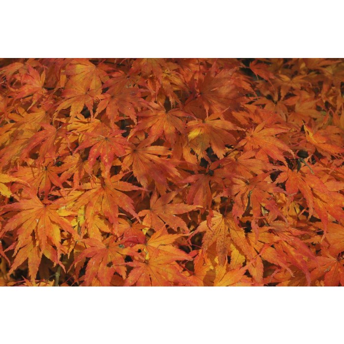 Acer palmatum - Japanese Maple Tree