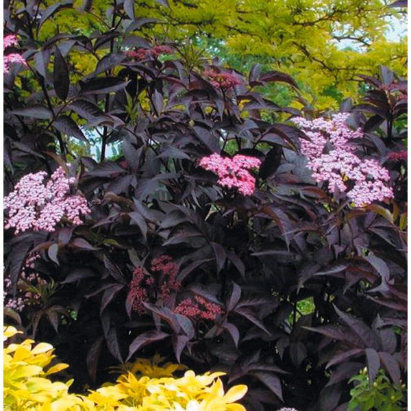 Sambucus shrubs for sale | Buy Sambucus plants online UK delivery