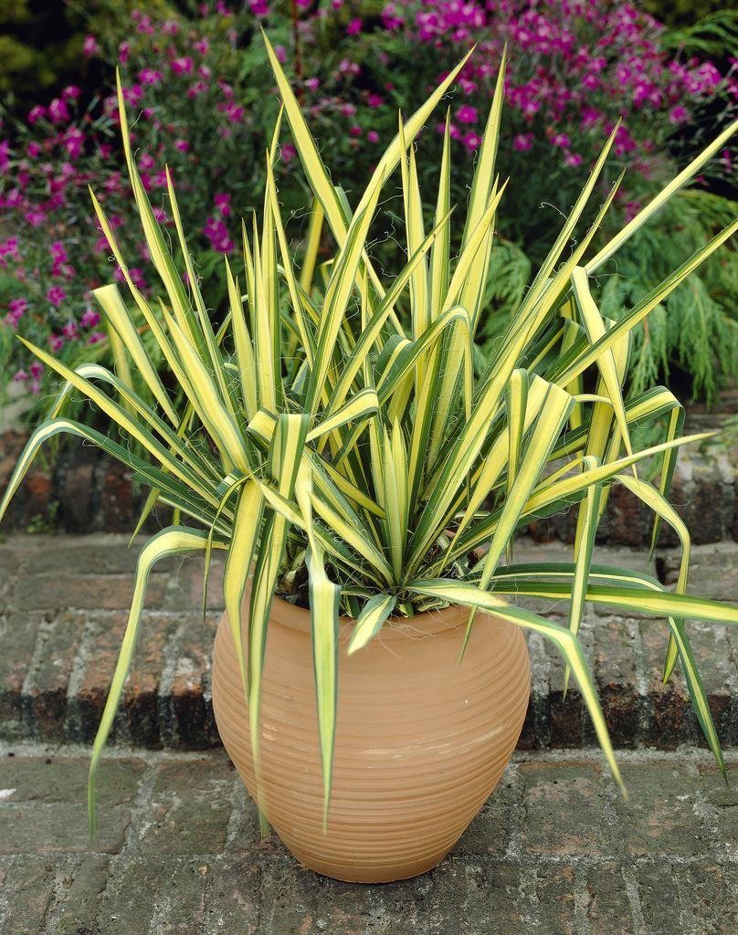 Yucca Colour Guard - Variegated Adams Needle