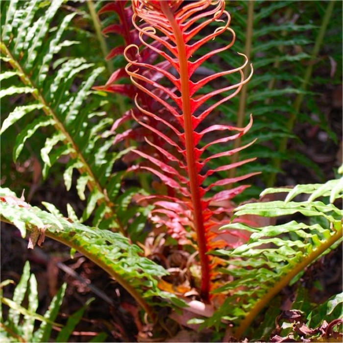 LARGE - Blechnum brasiliense 'Volcano' - Red Brazilian Tree Fern