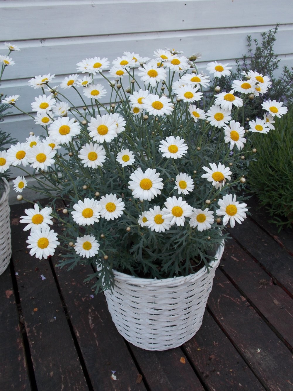 PAIR of Giant Flowered Marguerite Daisy Bushes - Perfect for Patios ...