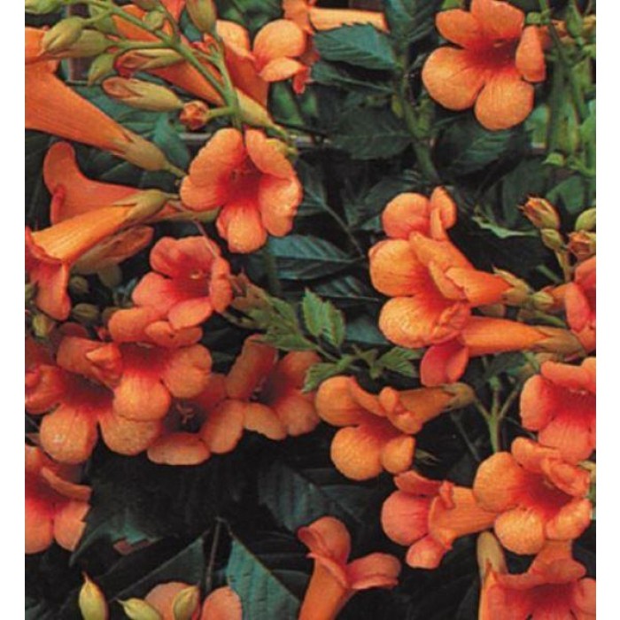 Campsis radicans 'Indian Summer' - Trumpet Vine