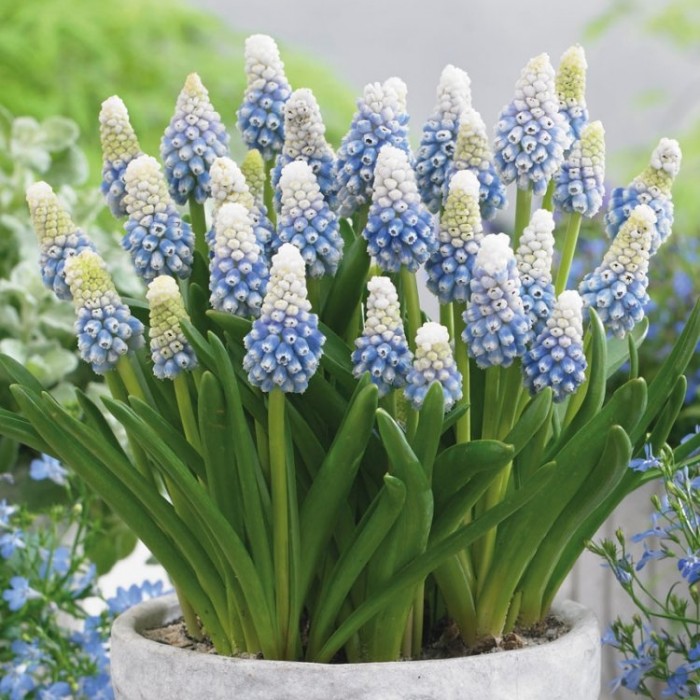 Muscari Mountain Lady